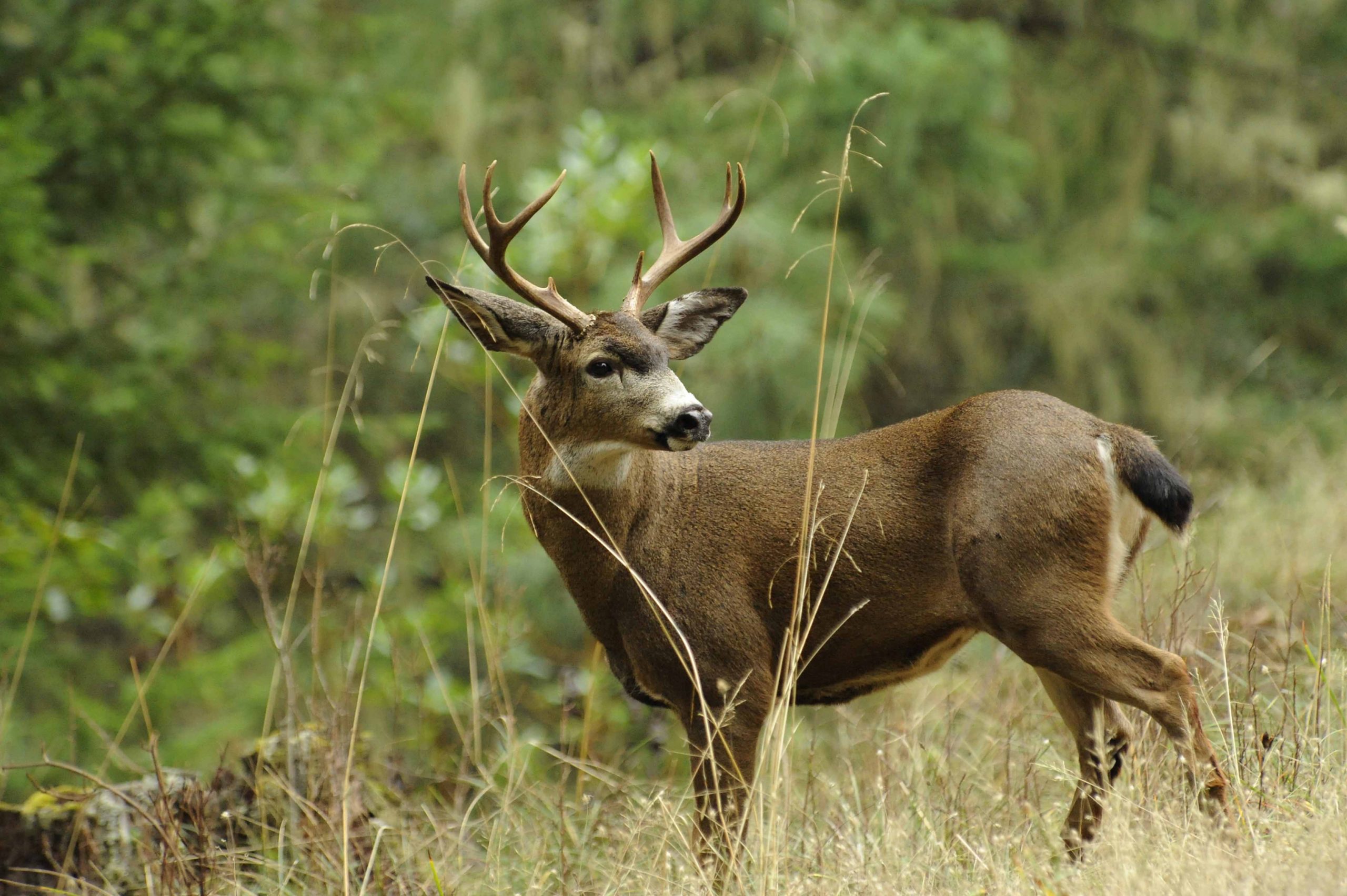 How to Hunt Columbia Blacktail Deer | Western Hunting Journal